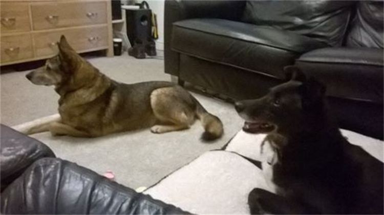 Brownie and Calu Have Left the Building! – Wellingborough Dog Welfare ...