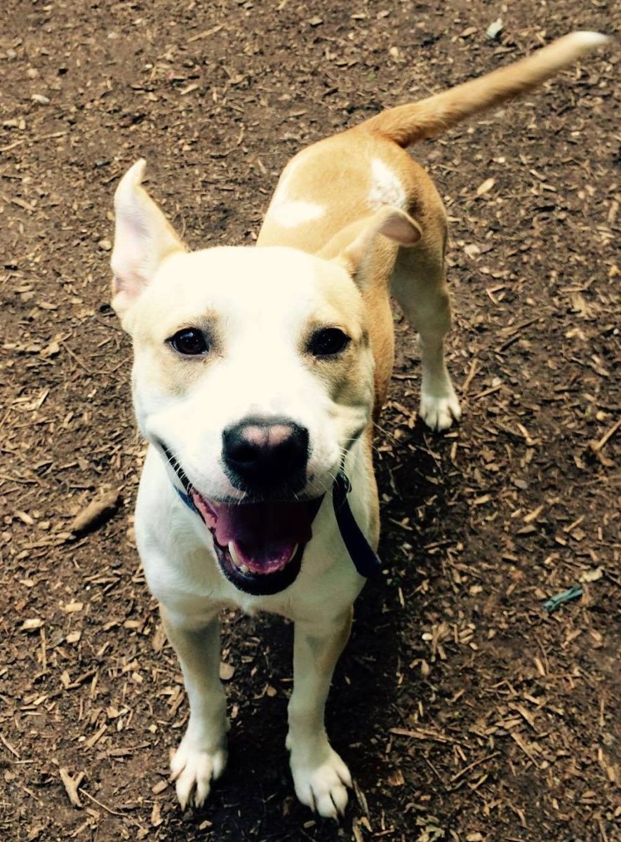 PEPPI – Crossbreed – 10 Months Old – Wellingborough Dog Welfare (Wellidog)