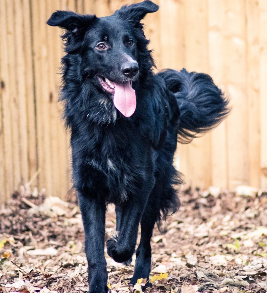 BRUNO – German Shepherd X Collie – 8 Months Old – Wellingborough Dog ...