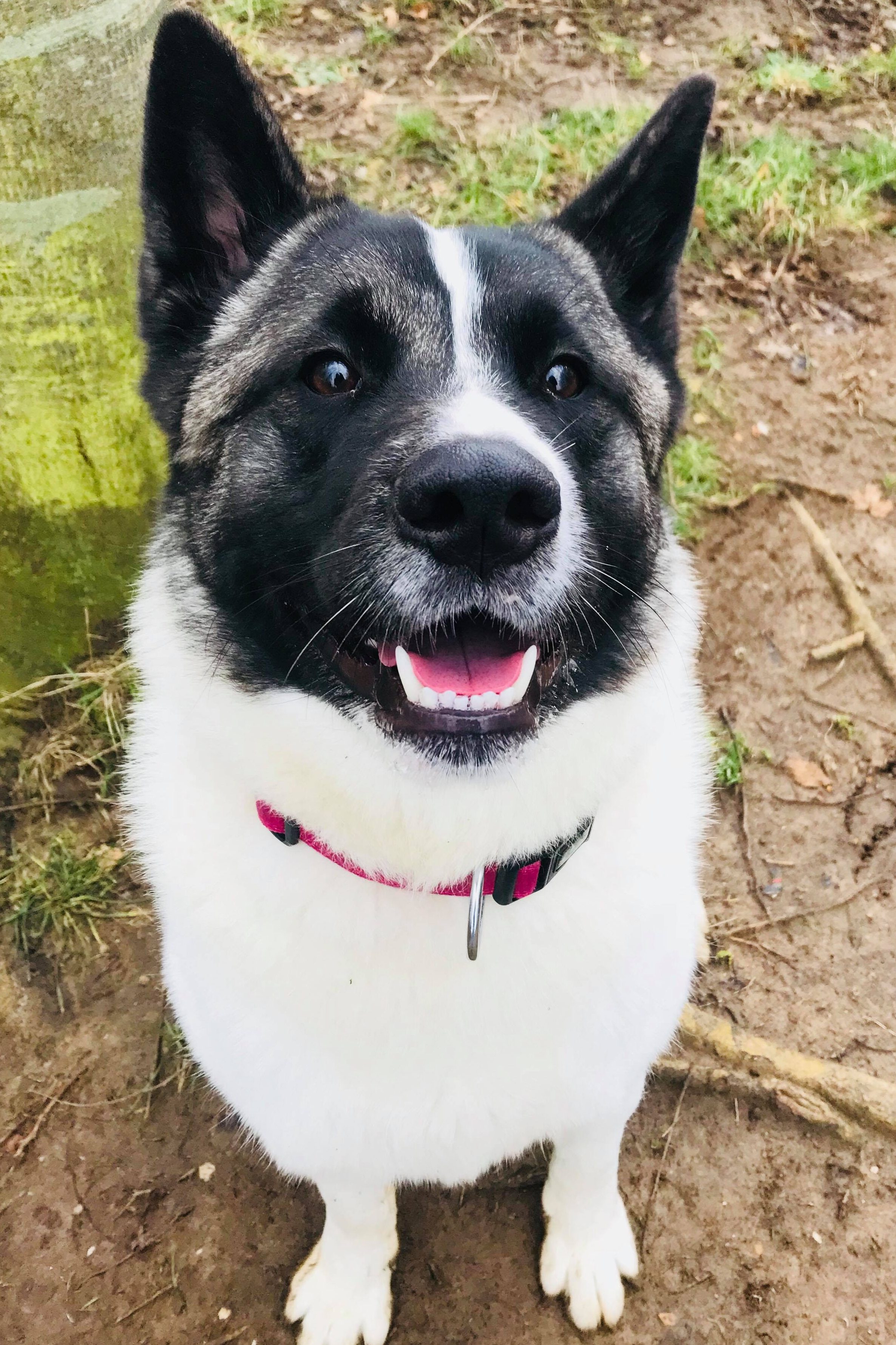KEYA – Akita – 14 Months Old – Wellingborough Dog Welfare (Wellidog)
