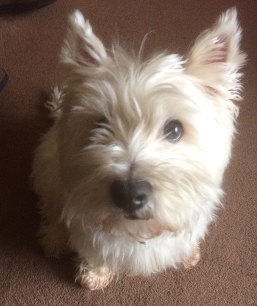 FINLAY – West Highland Terrier – 8 Years Old – Wellingborough Dog ...