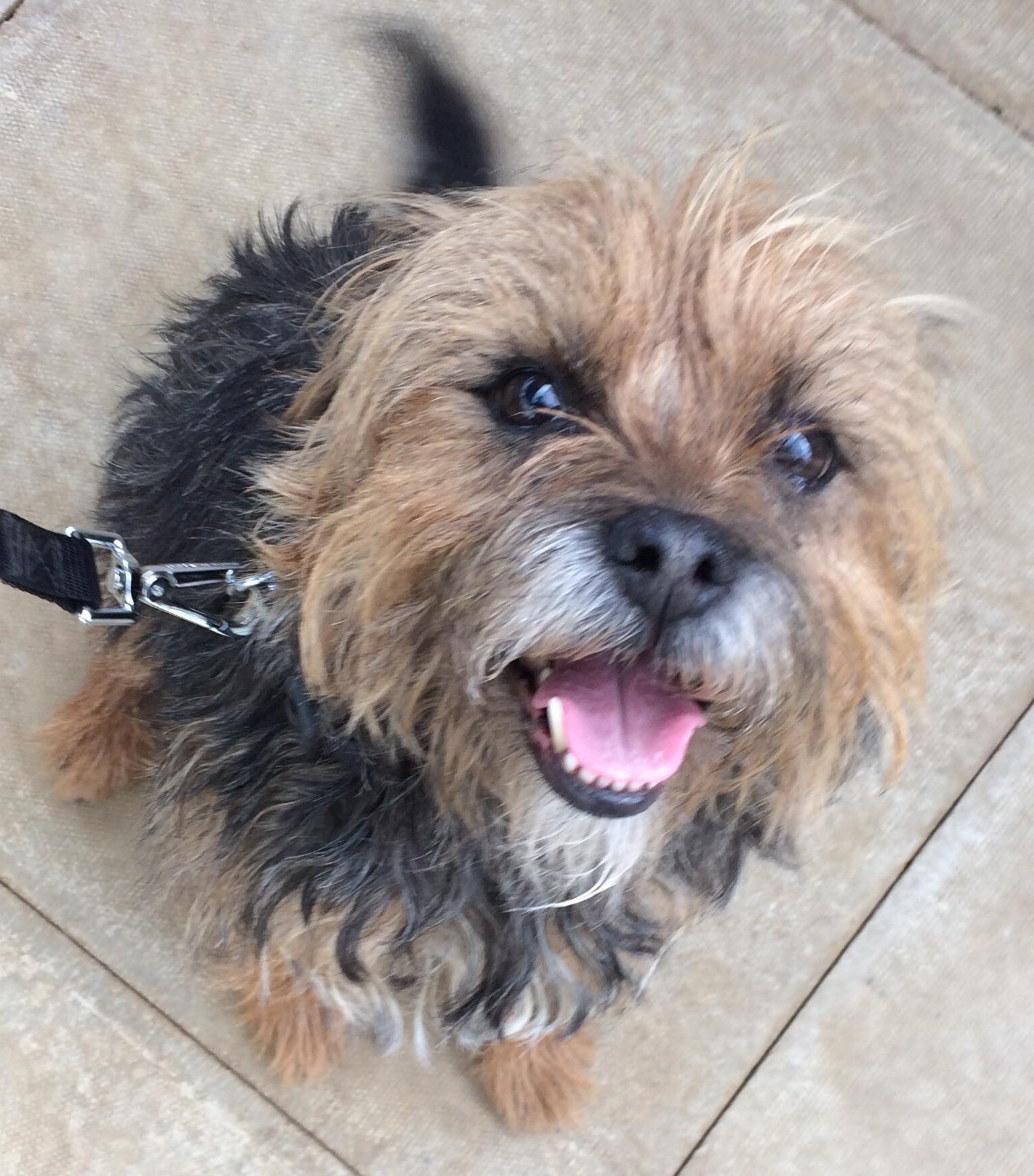 BELLA – Border Terrier – 7/8 Years Old – Wellingborough Dog Welfare ...