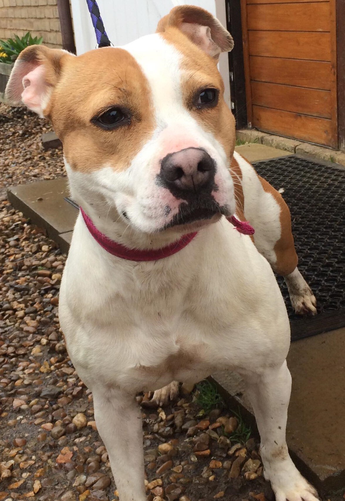 ROXY – Staffie X – 4 Years Old – Wellingborough Dog Welfare (Wellidog)