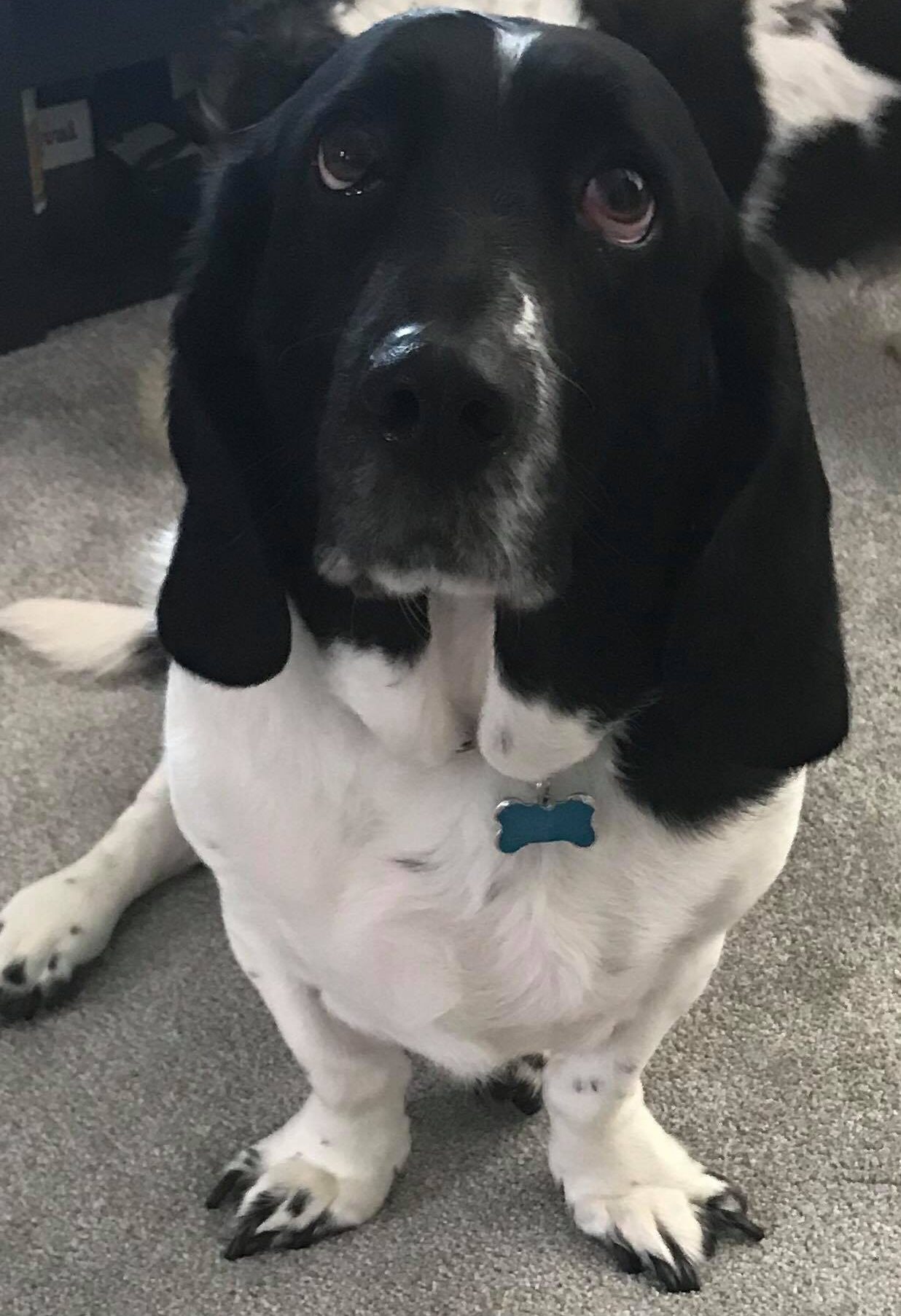 GEORGE – Springer Spaniel X Bassett Hound – 5 Years Old ...