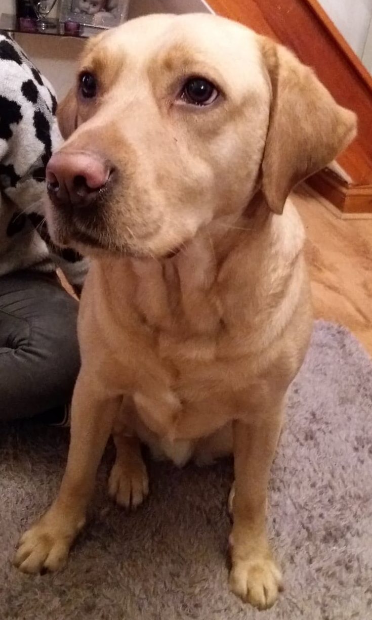 CHARLIE – Labrador – 5 Years Old – Wellingborough Dog Welfare (Wellidog)