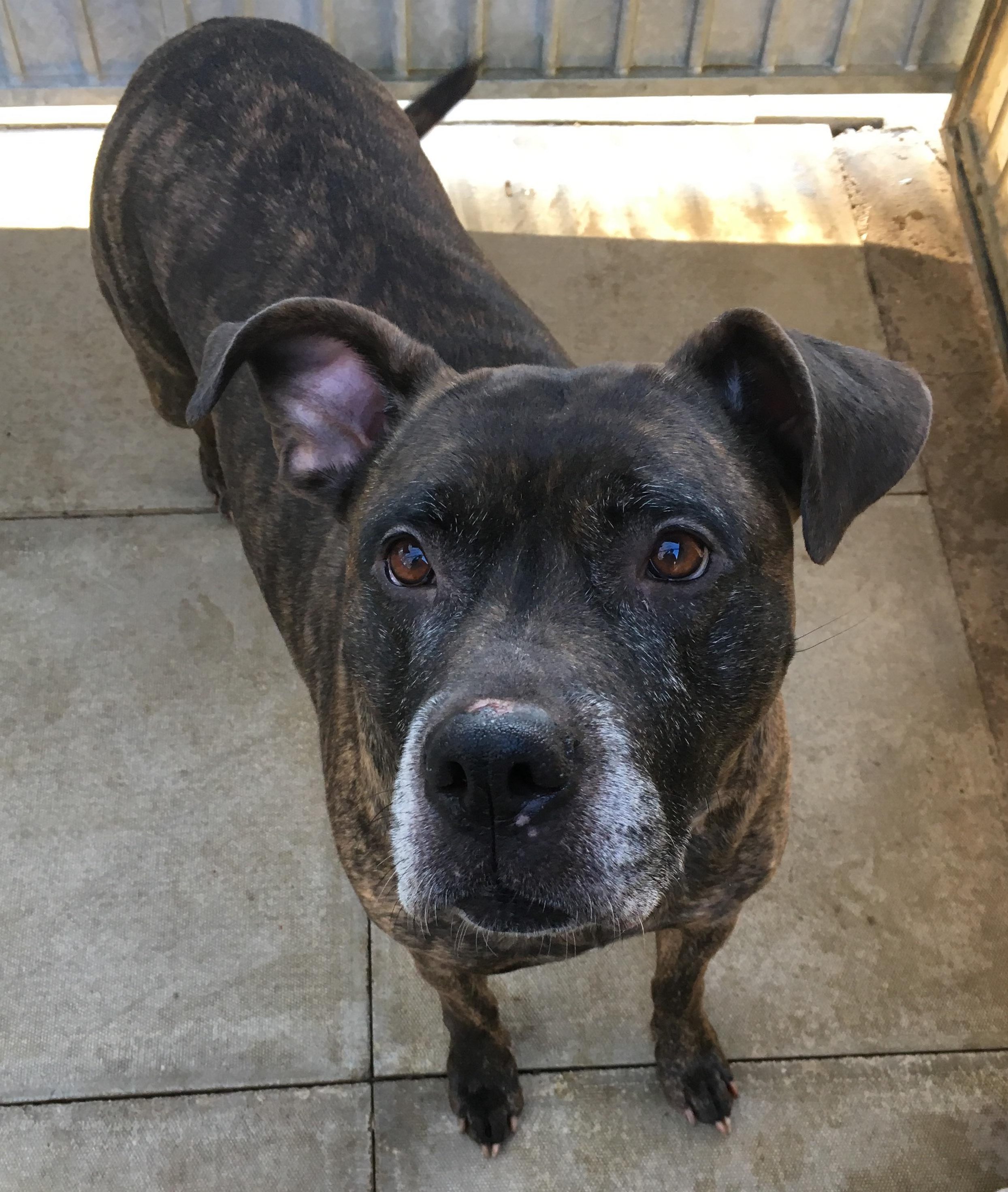 LEXI – Staffie X Boxer – 5 Years Old – Wellingborough Dog Welfare ...