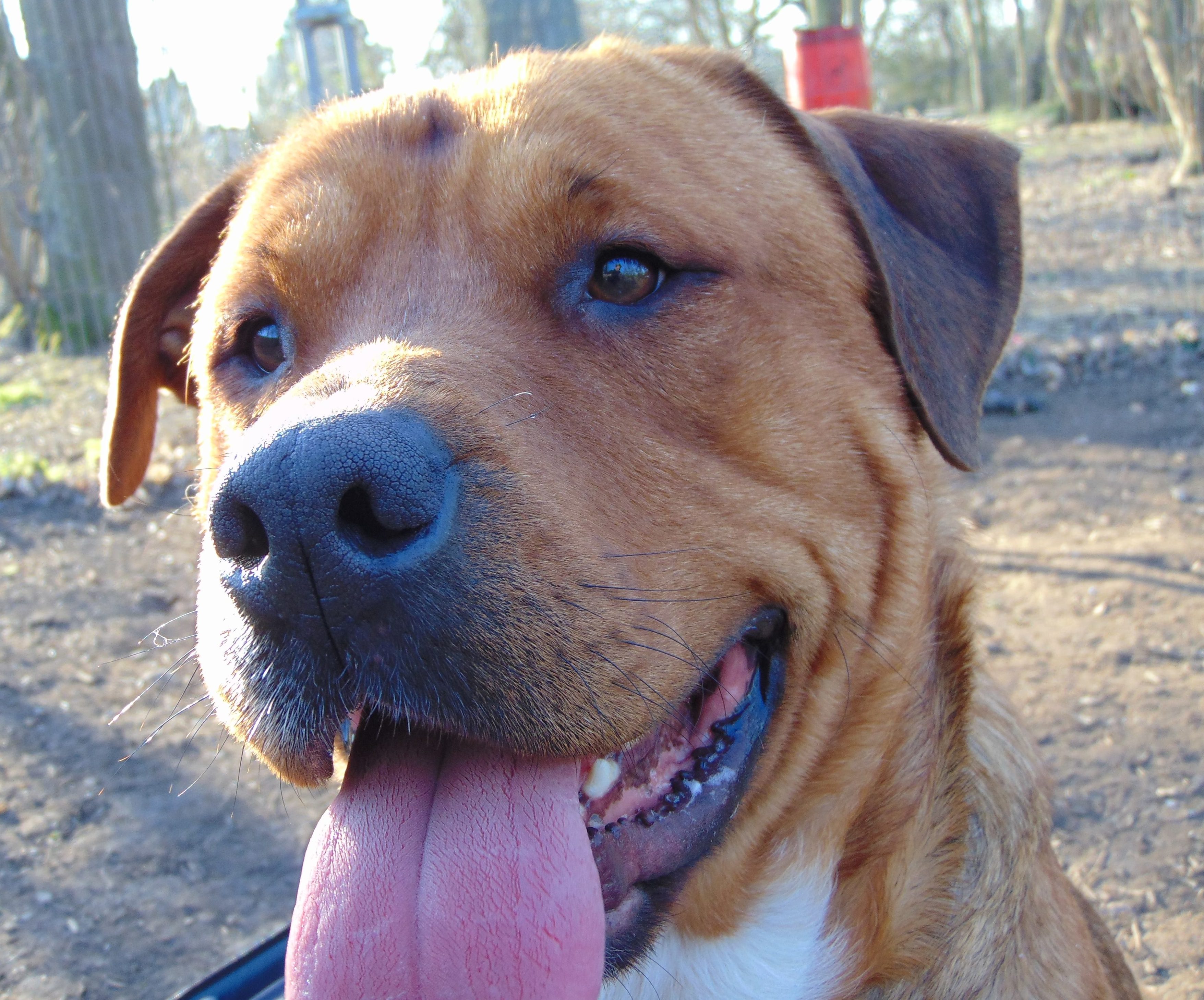 RED – Rottweiler X Staffie – 3 Years Old – Wellingborough Dog Welfare ...