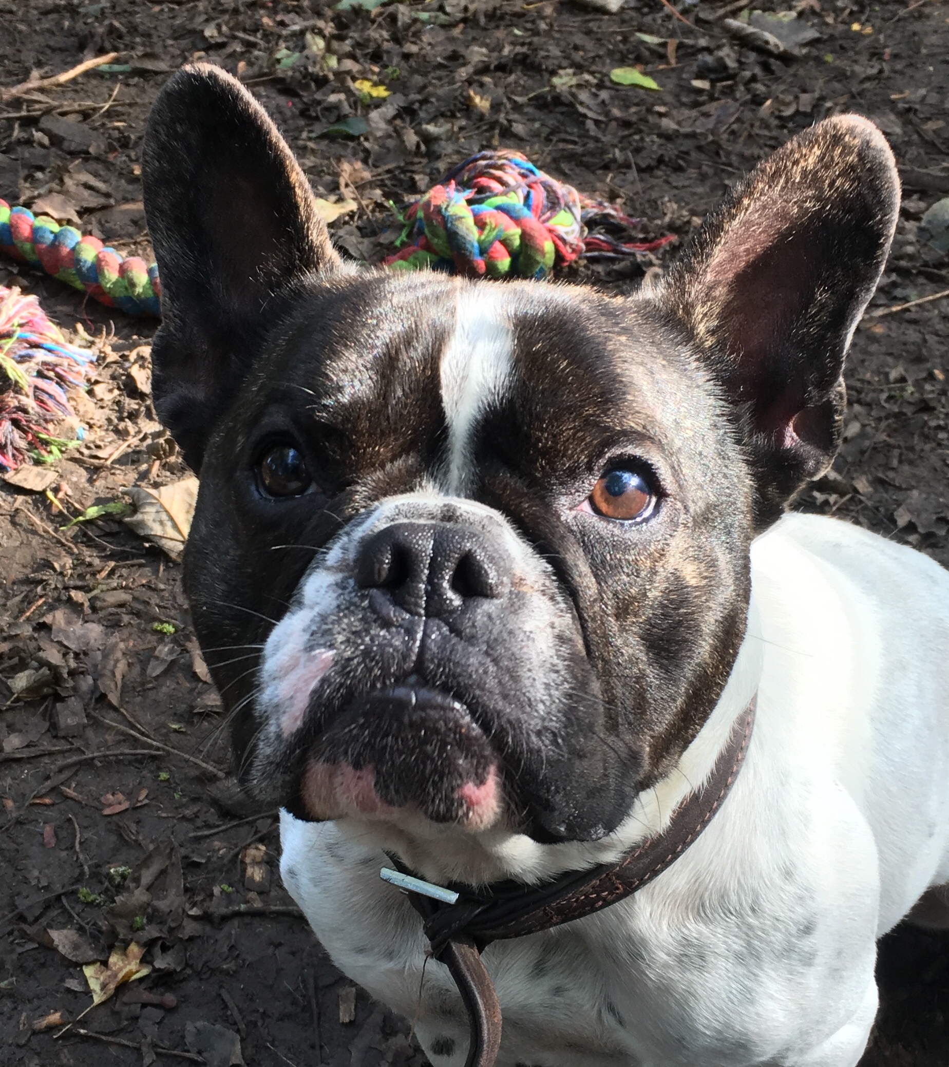 Our Resident Dogs – Wellingborough Dog Welfare (Wellidog)