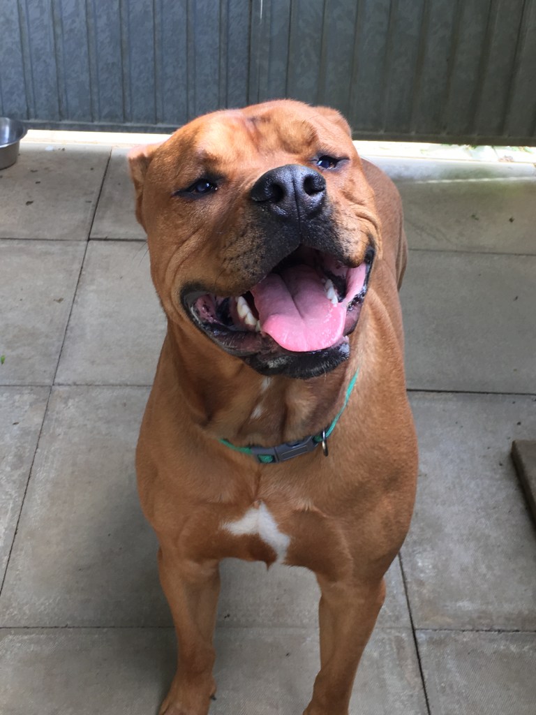 Nelson- rottie x boxer- 2 years old – Wellingborough Dog Welfare (Wellidog)