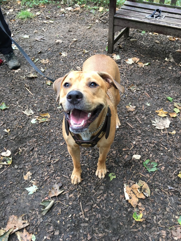 NARLA- Staffy x- 2 years old – Wellingborough Dog Welfare (Wellidog)