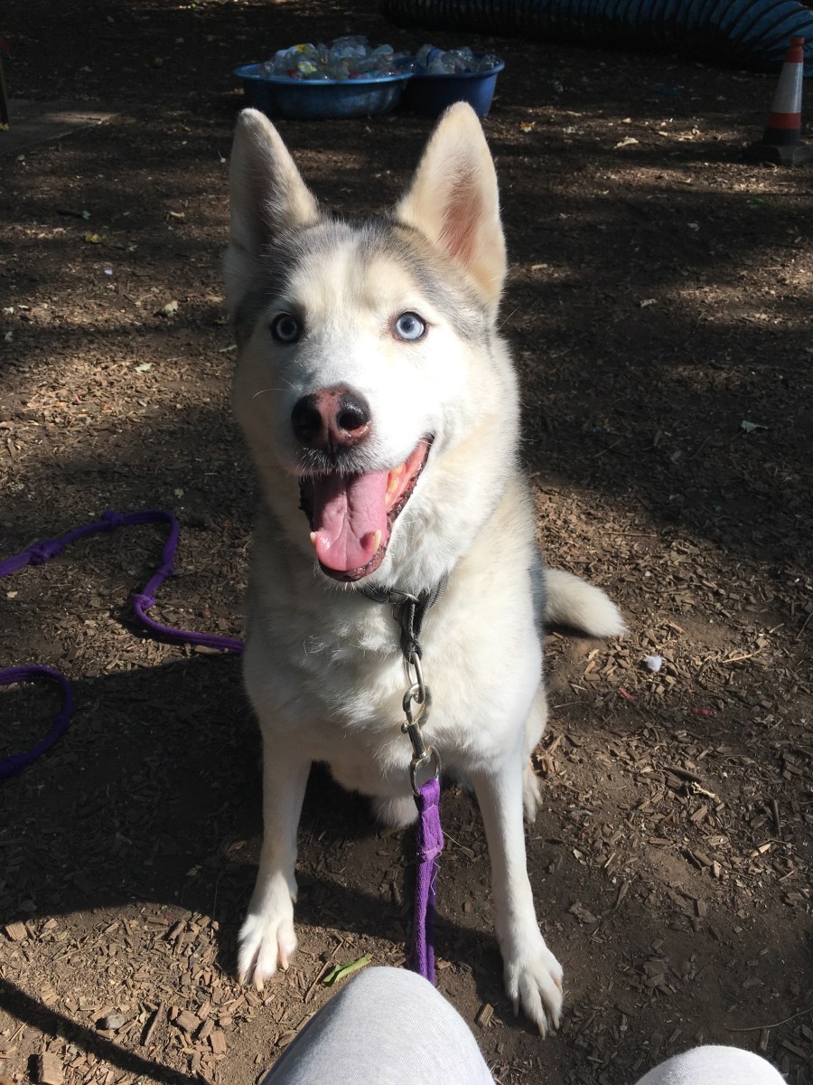 NANOOK- Siberian husky- 9 years old – Wellingborough Dog Welfare (Wellidog)