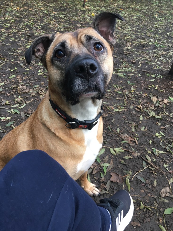 Our Resident Dogs – Wellingborough Dog Welfare (Wellidog)