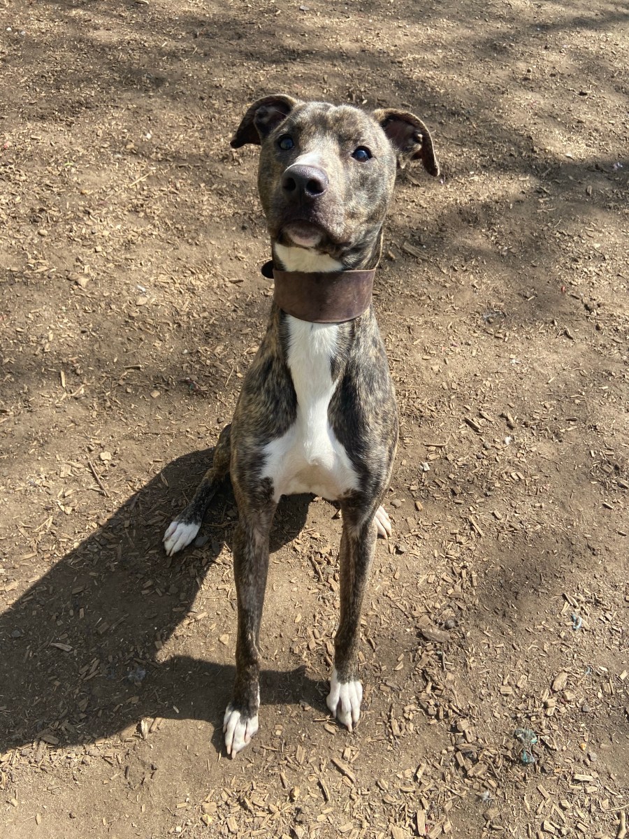 OLIVER -bull lurcher – 17 months old – Wellingborough Dog Welfare ...