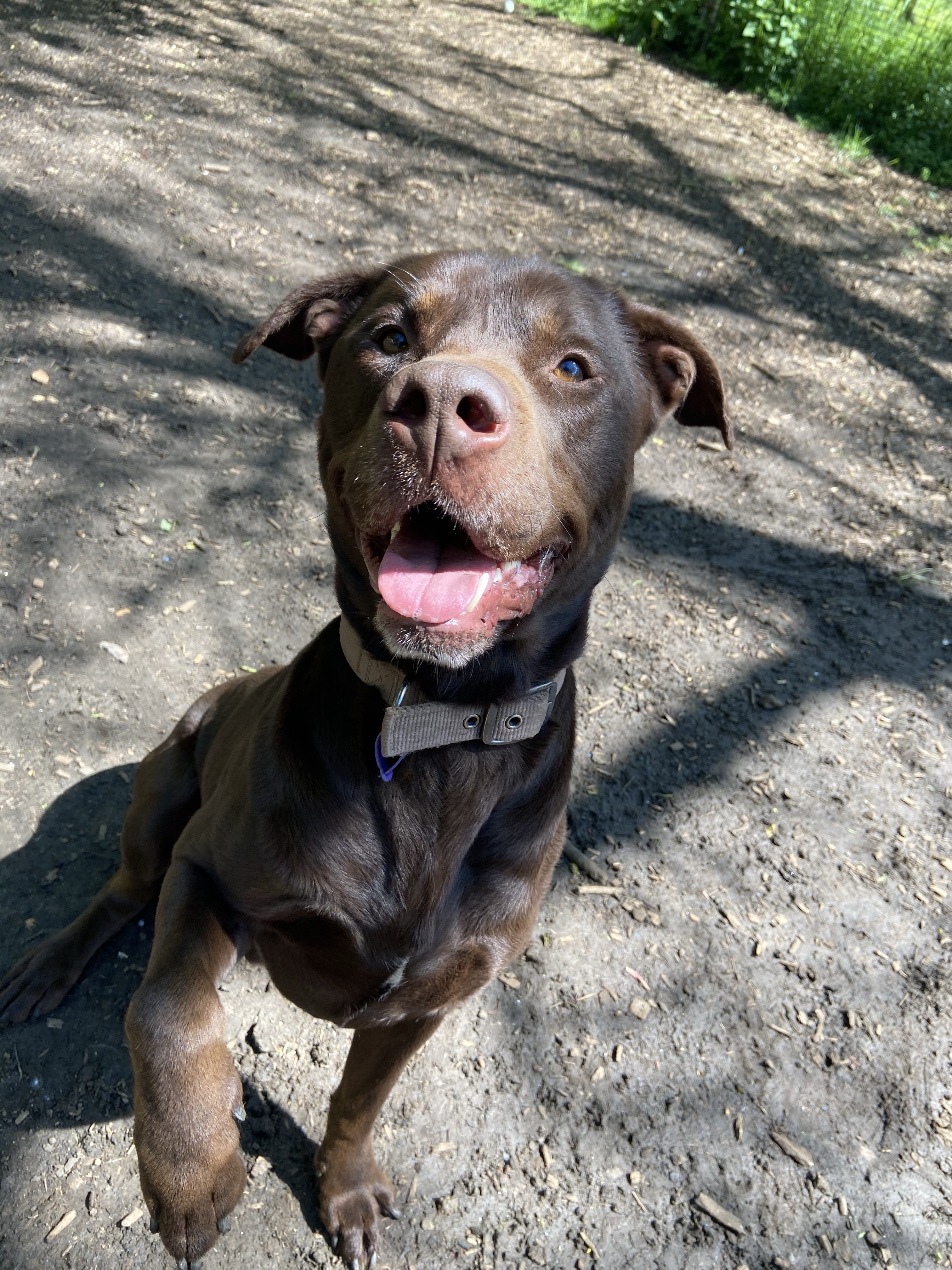 BAILEY- staff x lab – 5 years old – Wellingborough Dog Welfare (Wellidog)