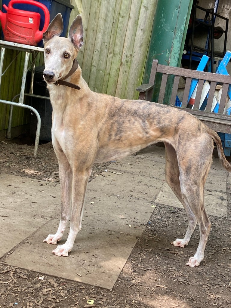 MAYA- greyhound – 4 years old – Wellingborough Dog Welfare (Wellidog)