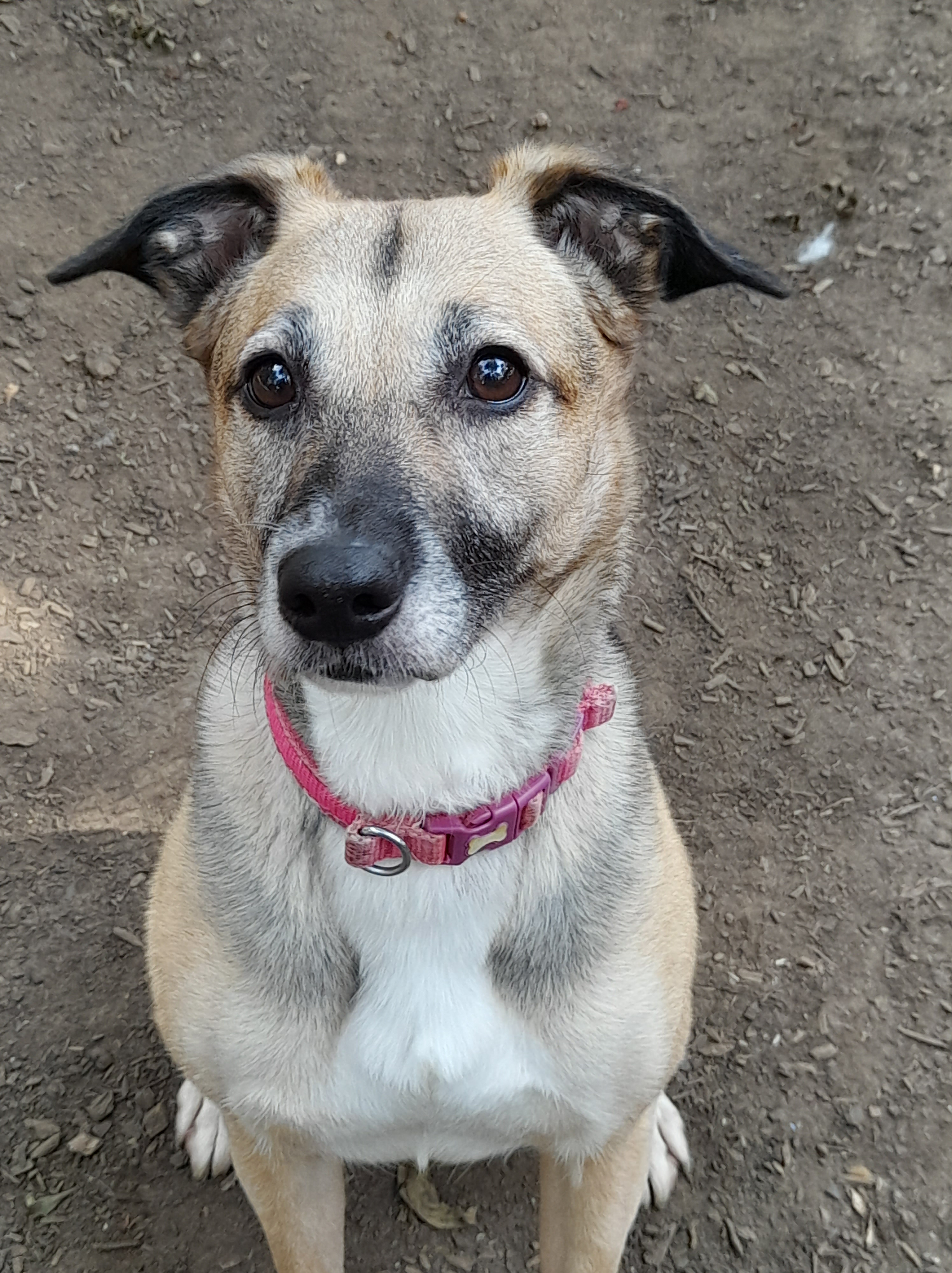 SAFFIRE – LURCHER X GSD – 4 1/2 years old – Wellingborough Dog Welfare ...