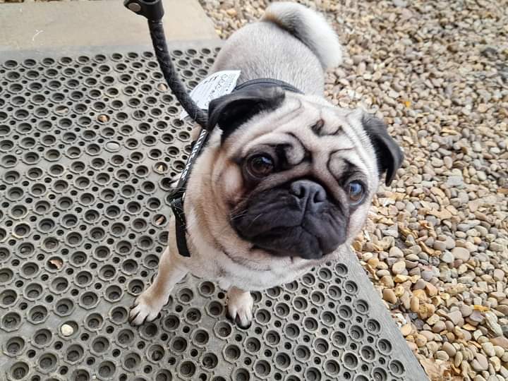 OREO-PUG- 3 YEARS OLD – Wellingborough Dog Welfare (Wellidog)