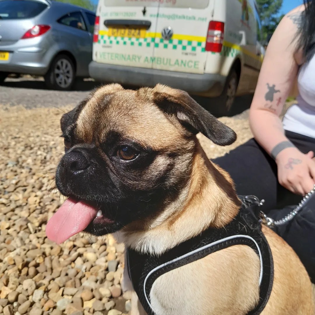 LEO- PUG X- 8 MONTHS OLD – Wellingborough Dog Welfare (Wellidog)