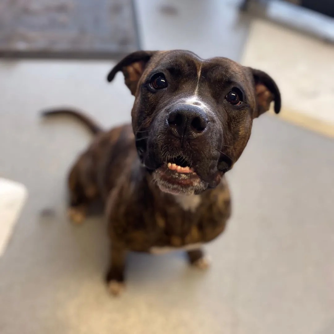 TIGGY- STAFF X- AROUND 3/4 YEARS OLD – Wellingborough Dog Welfare ...