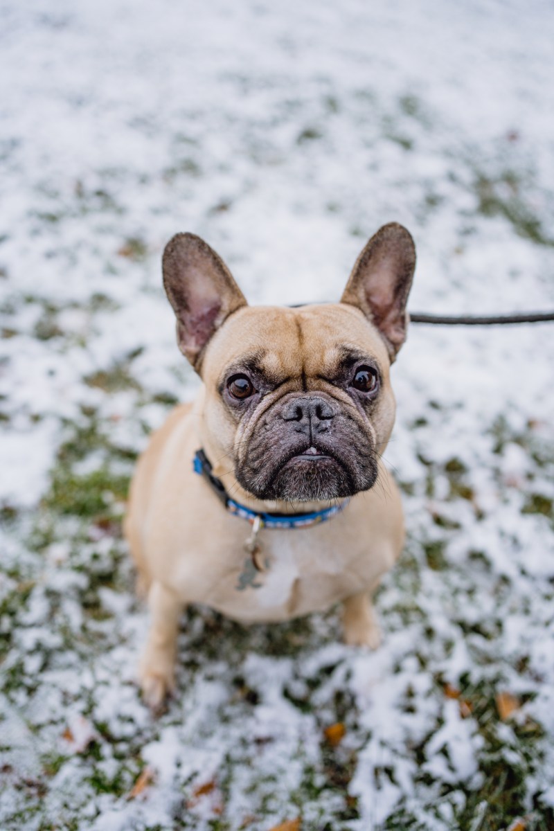 MAGGIE- FRENCH BULLDOG- 6 YEARS OLD – Wellingborough Dog Welfare (Wellidog)
