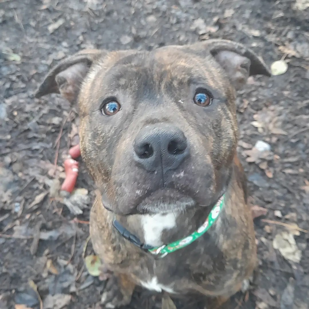 KEVIN- STAFF X- AROUND 1 1/2 YEARS OLD – Wellingborough Dog Welfare ...