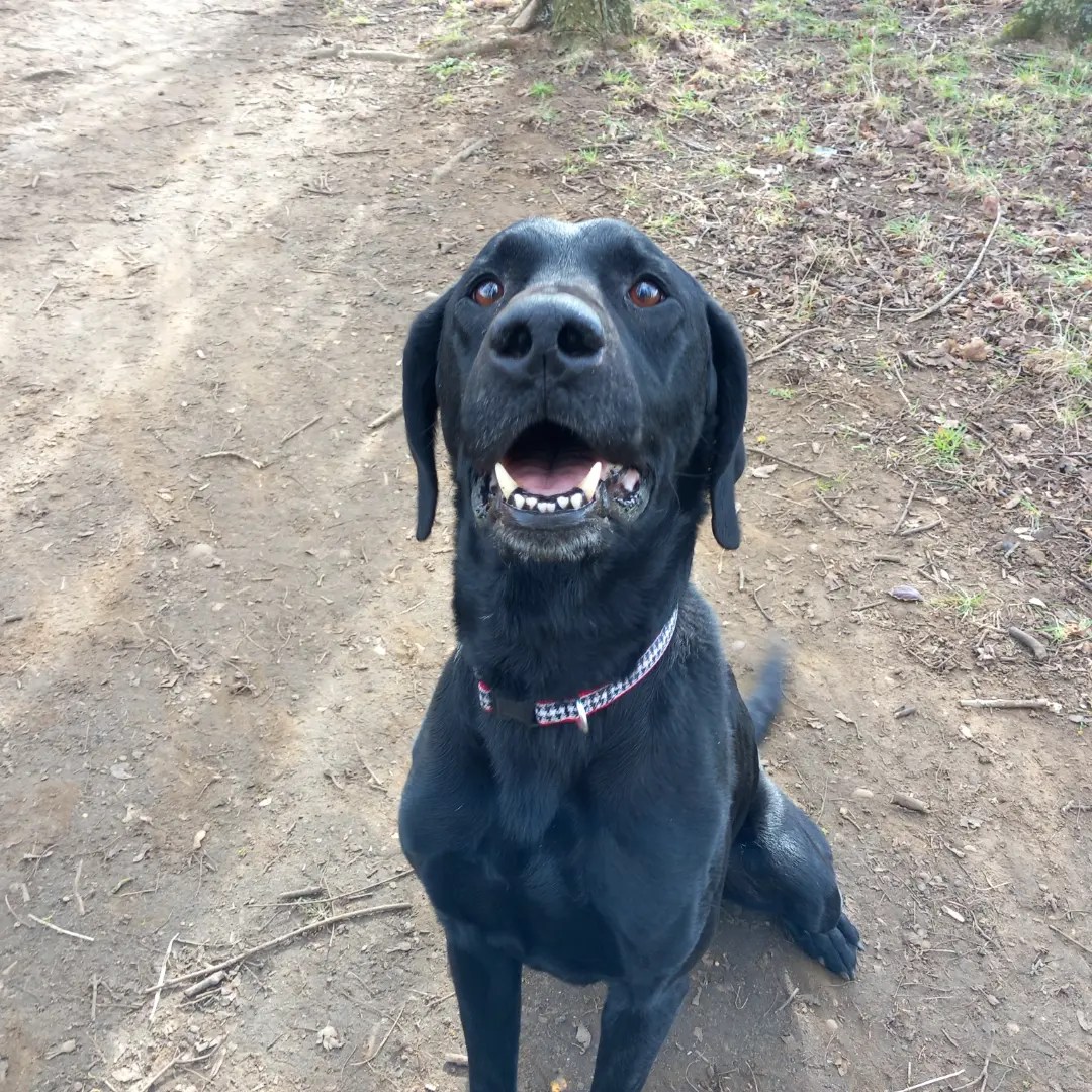 BUMBLE- LAB X POINTER – 6 1/2 YEARS OLD – Wellingborough Dog Welfare ...