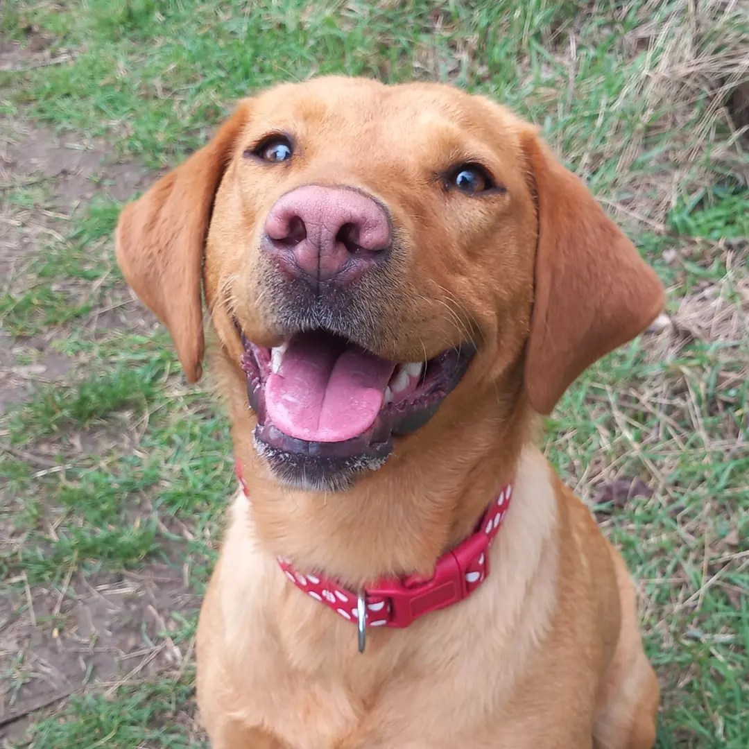 TEXAS- LABRADOR- 2 YEARS OLD – Wellingborough Dog Welfare (Wellidog)