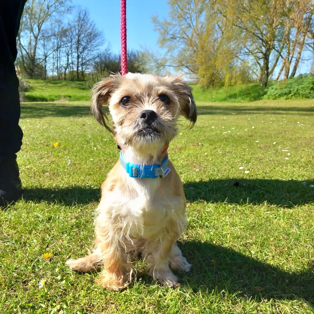 COCO- CROSSBREED- AROUND 1 1/2 YEARS OLD – Wellingborough Dog Welfare ...