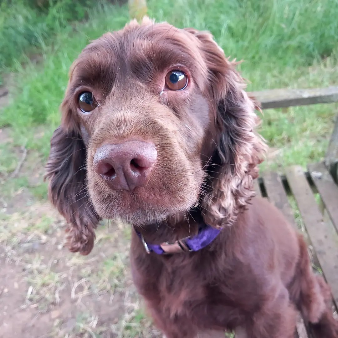 ZOLA- COCKER SPANIEL- 6 YEARS OLD – Wellingborough Dog Welfare (Wellidog)