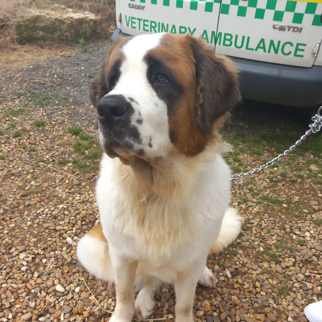 DOLLY- ST BERNARD- 1 YEAR OLD – Wellingborough Dog Welfare (Wellidog)
