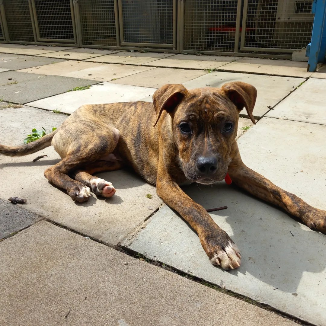 SULLY- CROSSBREED- 4 MONTHS OLD – Wellingborough Dog Welfare (Wellidog)