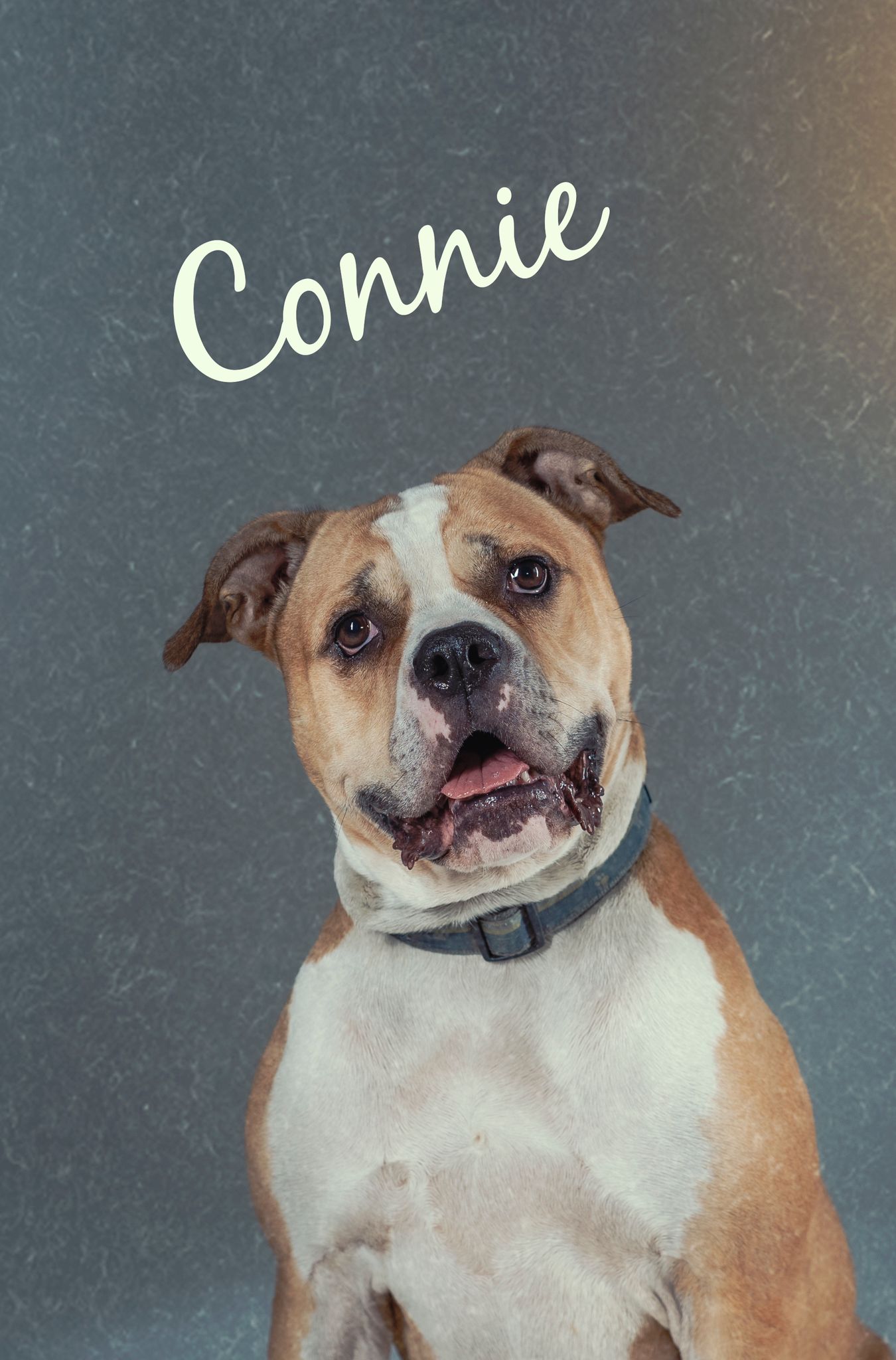 CONNIE- AMERICAN BULLDOG- 7 YEARS OLD – Wellingborough Dog Welfare ...