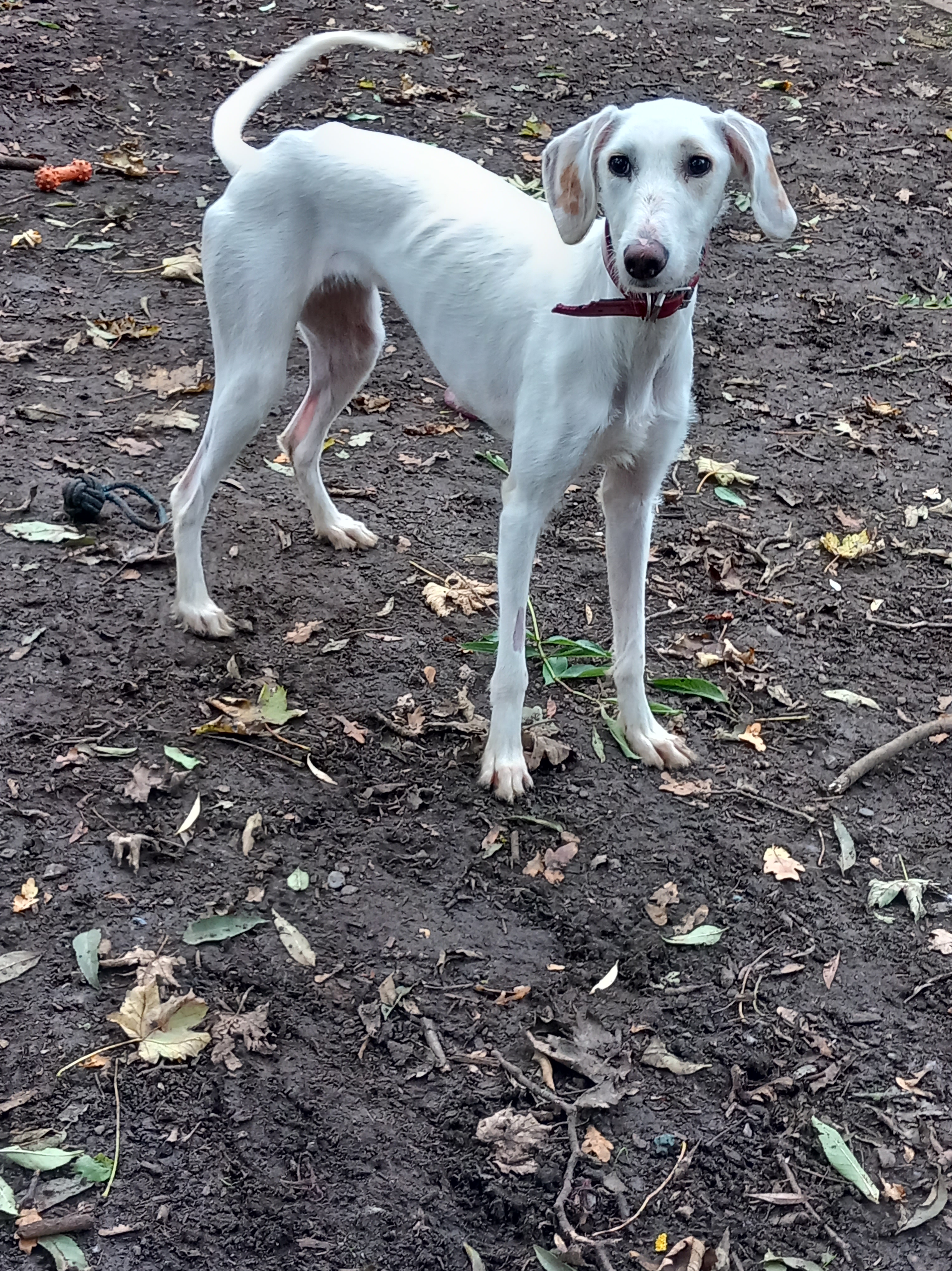 FERN- LURCHER- AROUND 2 YEARS OLD – Wellingborough Dog Welfare (Wellidog)