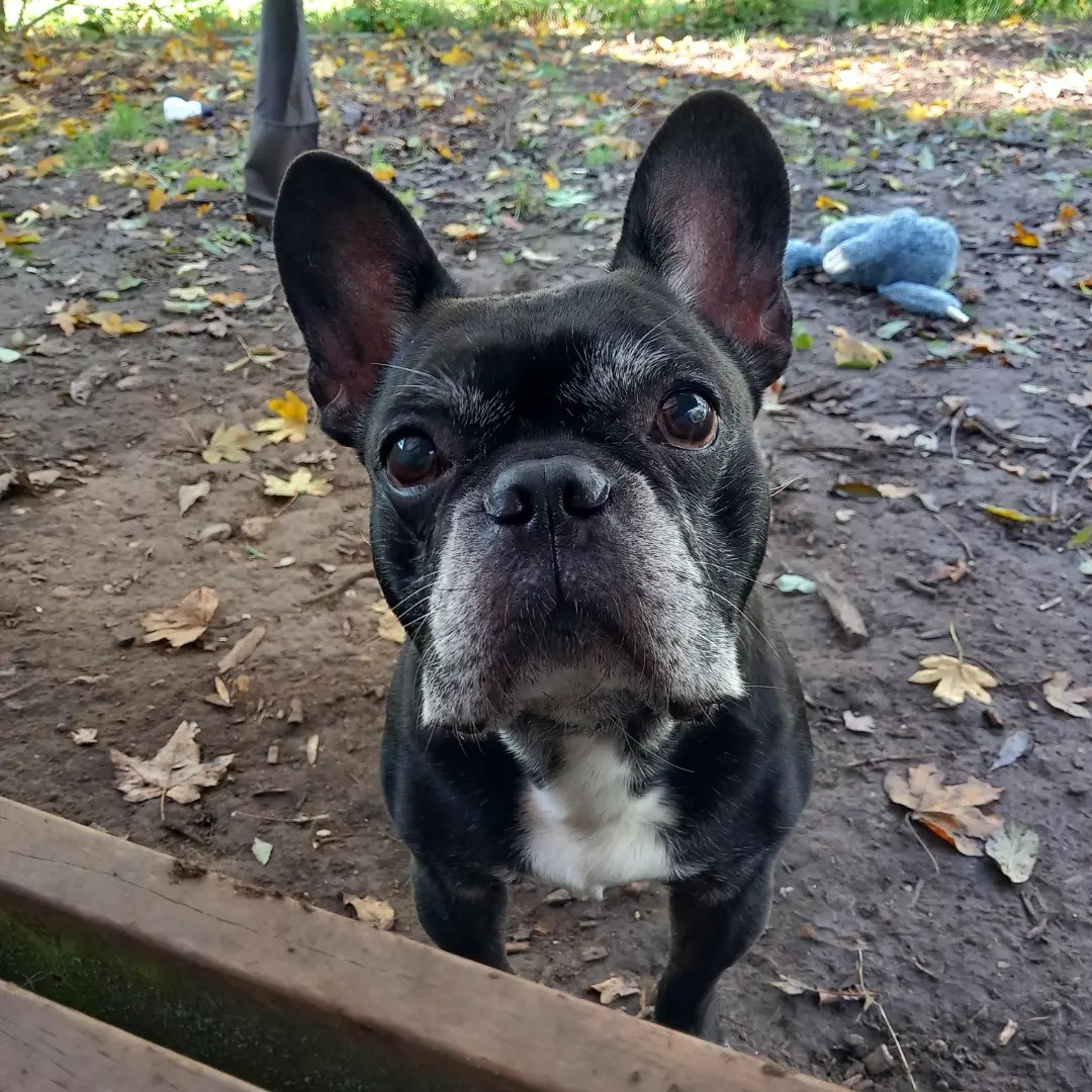 COLIN- FRENCH BULLDOG- AROUND 9 YEARS OLD – Wellingborough Dog Welfare ...
