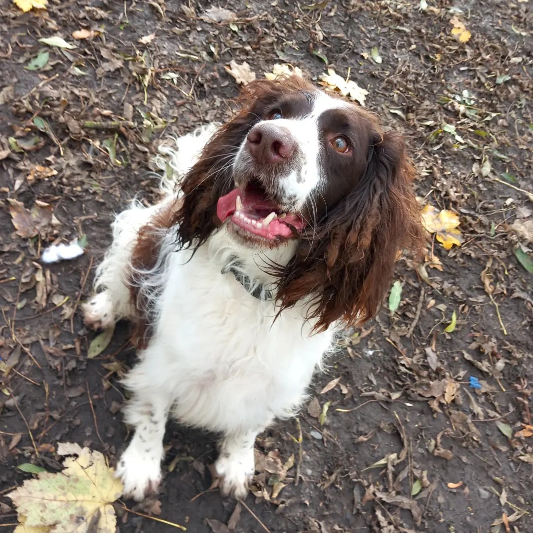 BARRY- SPRINGER – Wellingborough Dog Welfare (Wellidog)