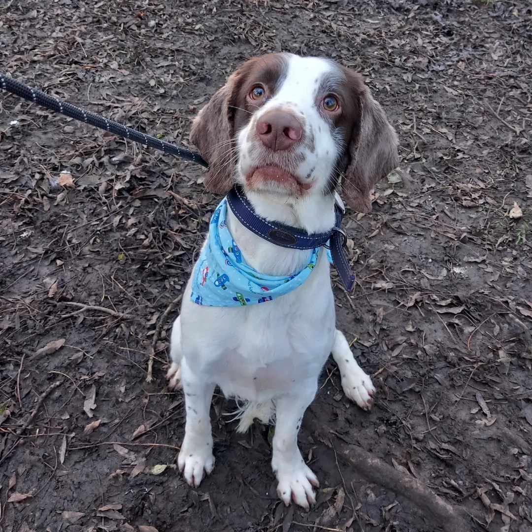 ROCKY – Wellingborough Dog Welfare (Wellidog)