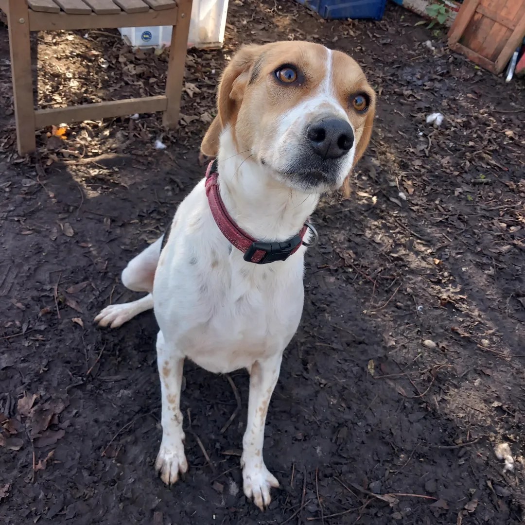 BELLA – Wellingborough Dog Welfare (Wellidog)