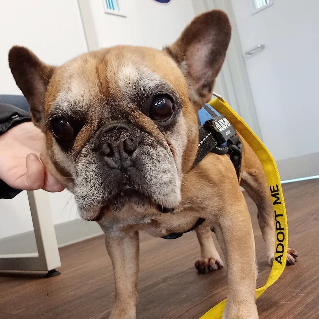 MATILDA – Wellingborough Dog Welfare (Wellidog)