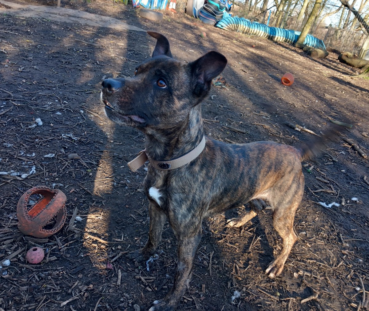 RODDY – Wellingborough Dog Welfare (Wellidog)