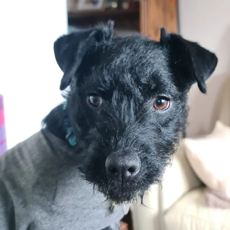 DORIS – Wellingborough Dog Welfare (Wellidog)