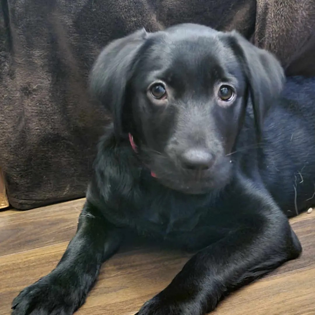 BONNIE- LABRADOR – Wellingborough Dog Welfare (Wellidog)