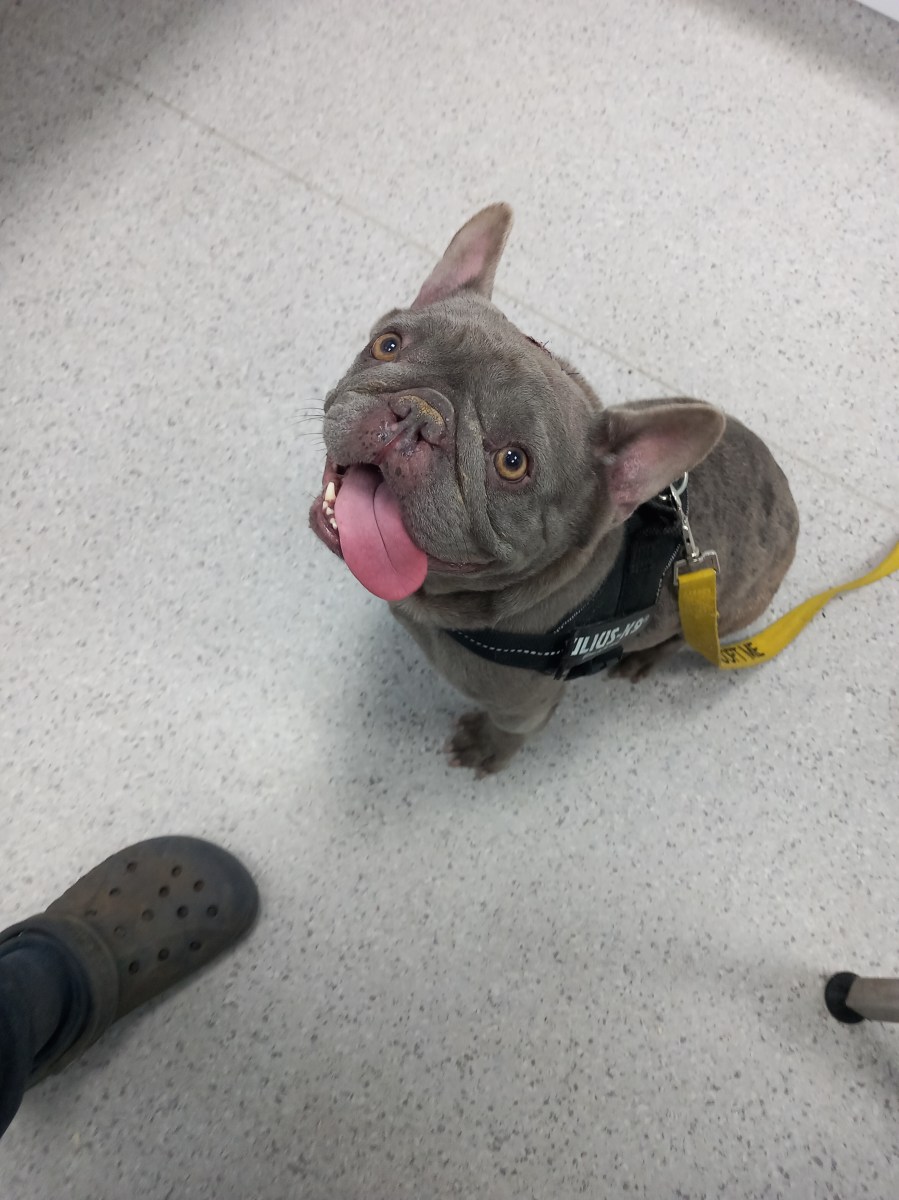 NORMA- FRENCH BULLDOG – Wellingborough Dog Welfare (Wellidog)
