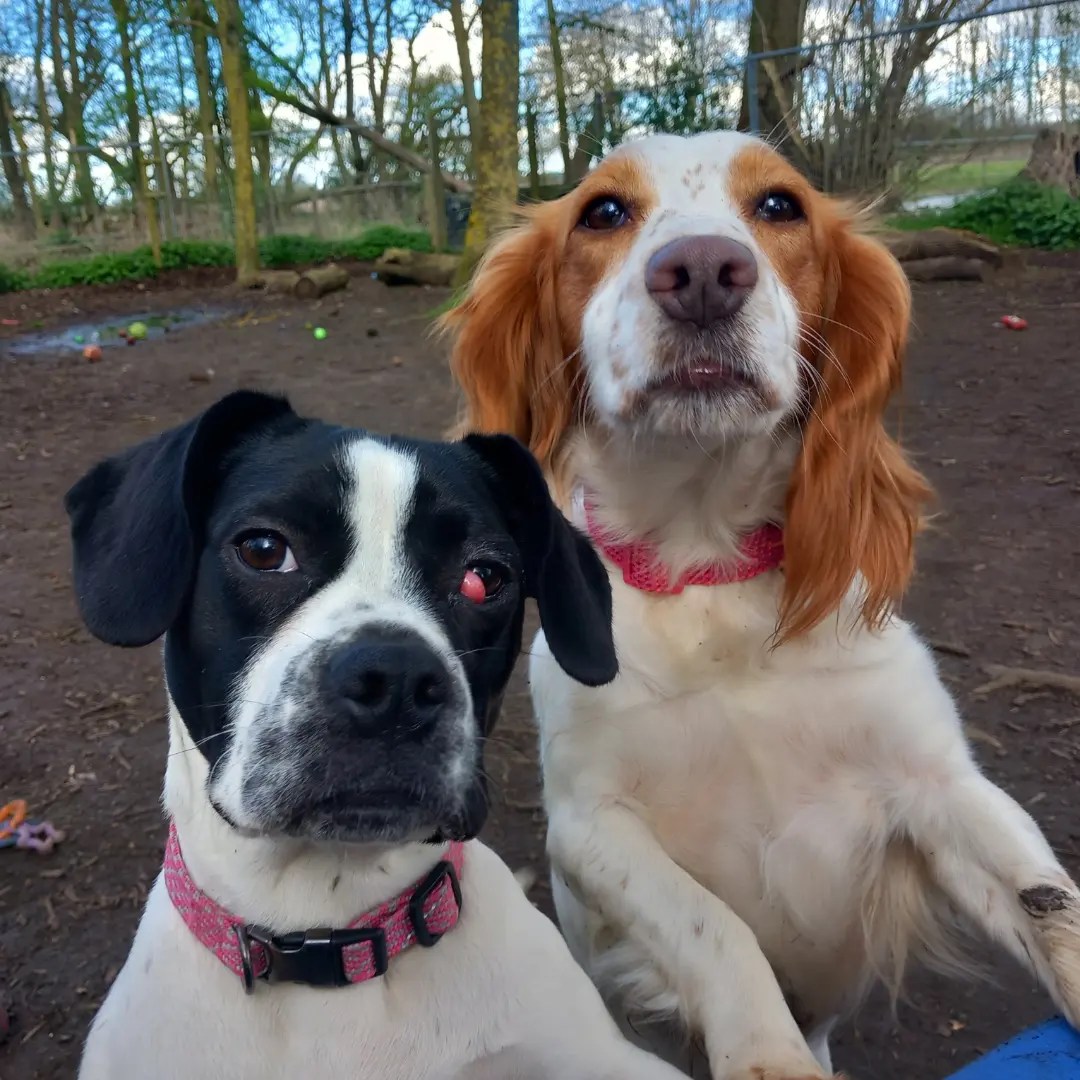 ROSIE AND SOCKS- SPANIEL X AND COCKER SPANIEL – Wellingborough Dog ...