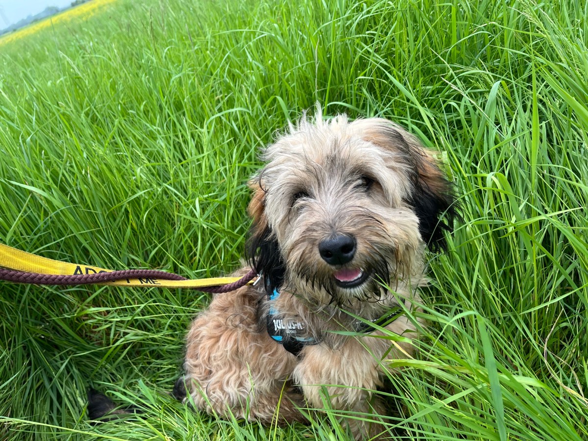 BUZZ- CROSSBREED – Wellingborough Dog Welfare (Wellidog)