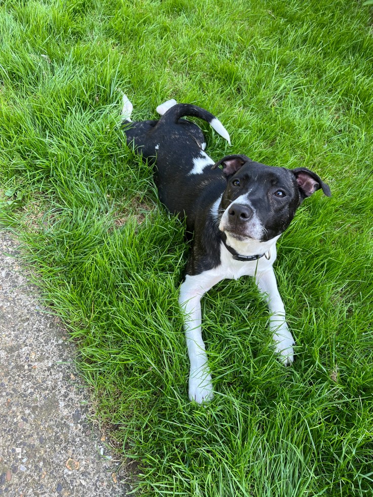 LILO- STAFF – Wellingborough Dog Welfare (Wellidog)