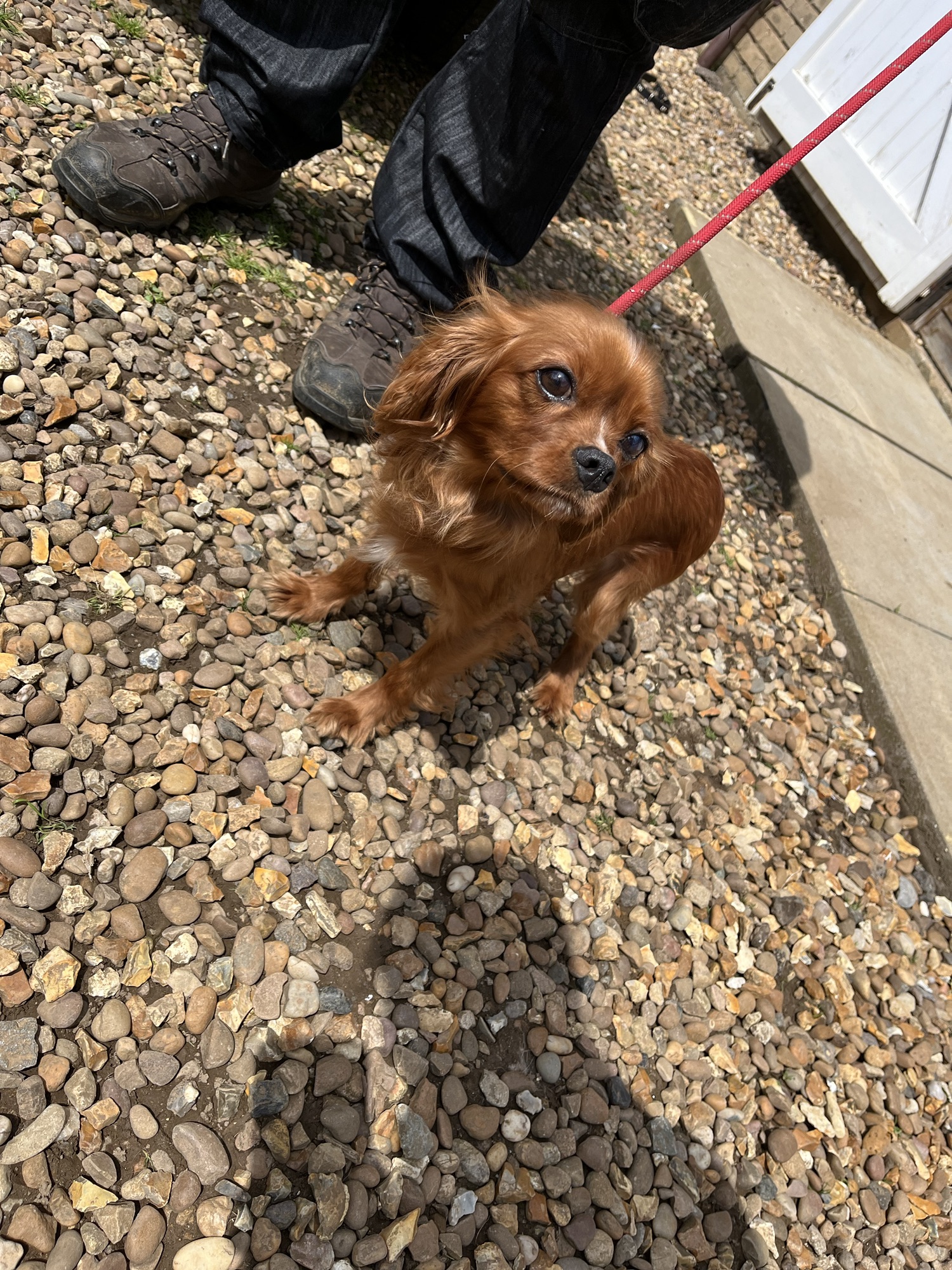 ANNIE- cavalier x – Wellingborough Dog Welfare (Wellidog)