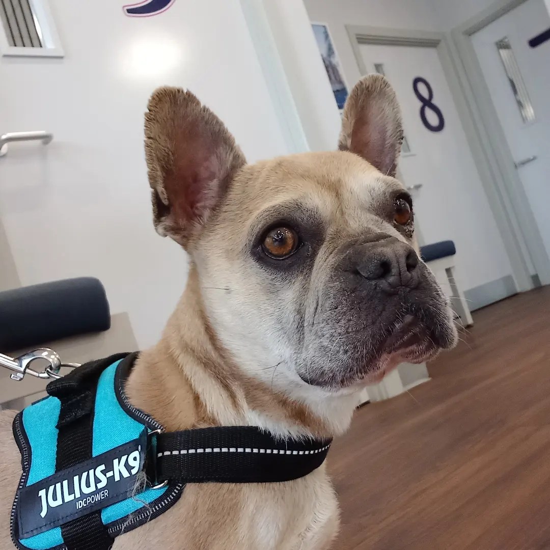PATRICIA- FRENCH BULLDOG – Wellingborough Dog Welfare (Wellidog)