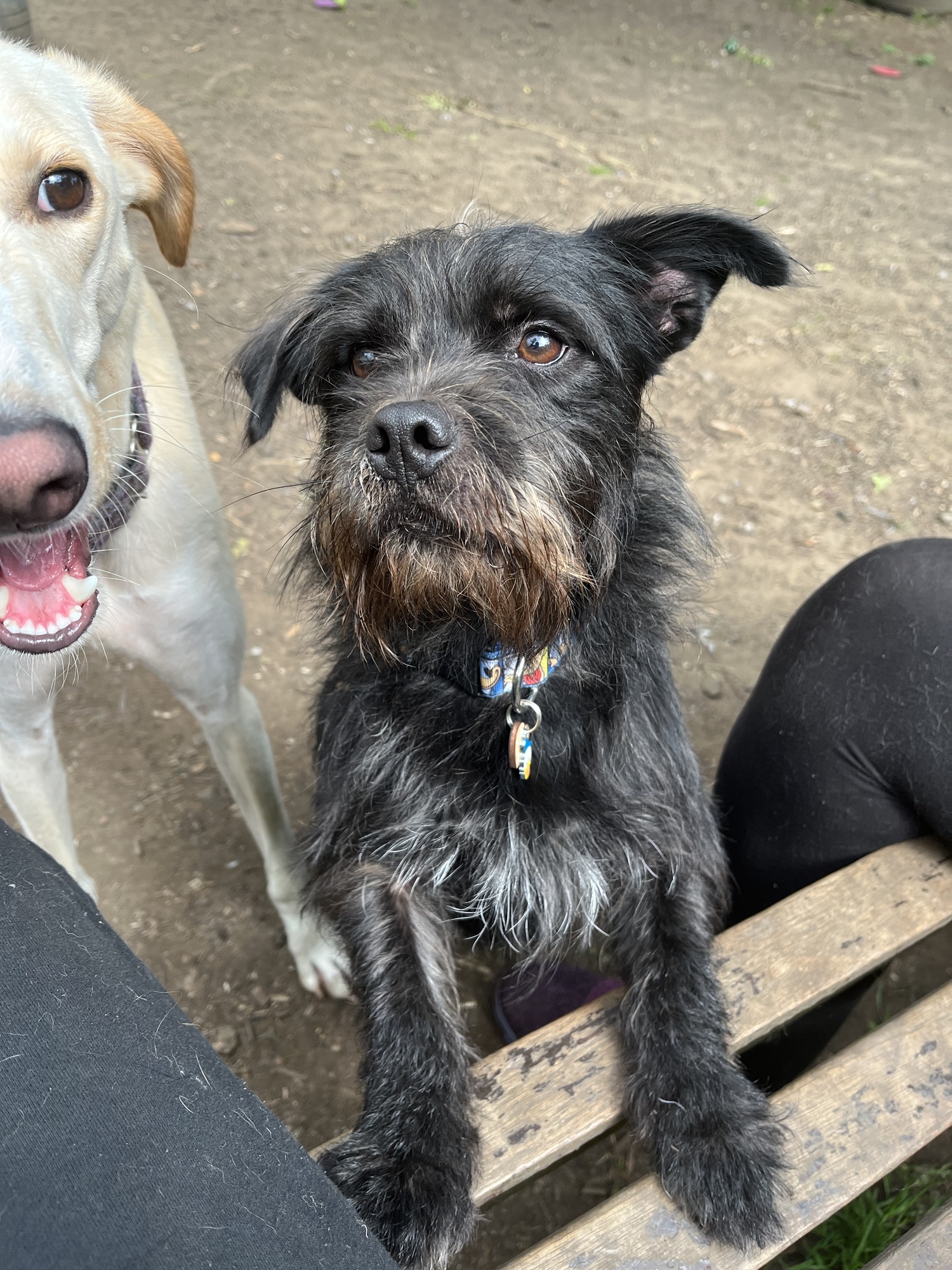 Dogs Needing Homes – Wellingborough Dog Welfare (Wellidog)