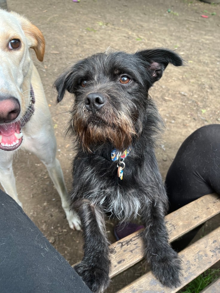 Dogs Needing Homes – Wellingborough Dog Welfare (Wellidog)