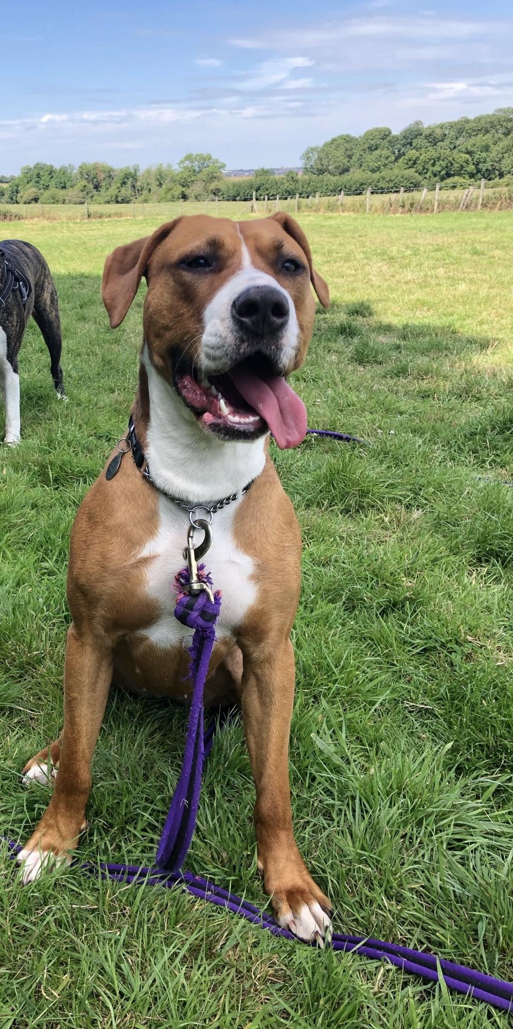 Dogs Needing Homes – Wellingborough Dog Welfare (Wellidog)